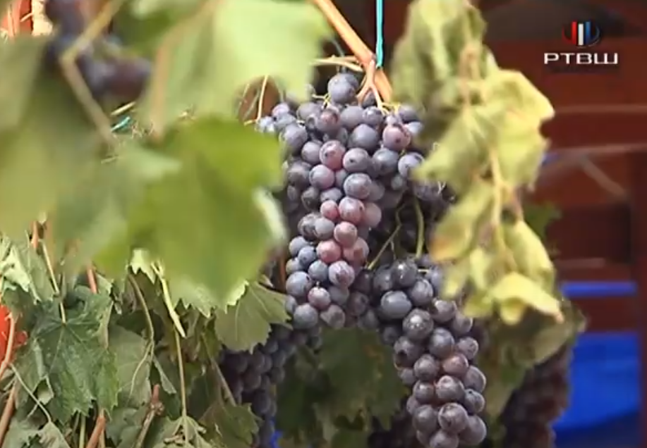 Otvorena 60. Oplenačka berba – Radio-Televizija Šumadija – Aranđelovac